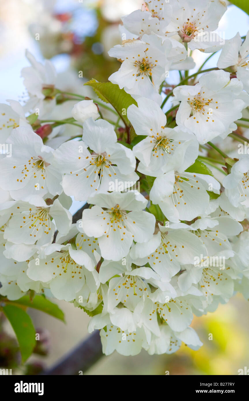 Australian tree blossoms hi-res stock photography and images - Alamy