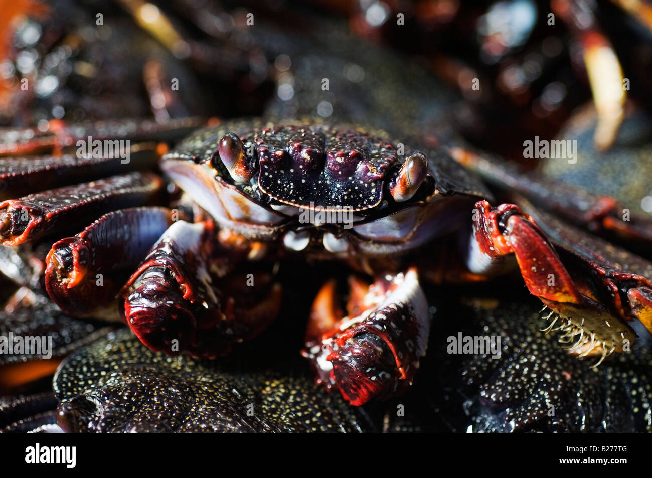Crusty animal hi-res stock photography and images - Alamy