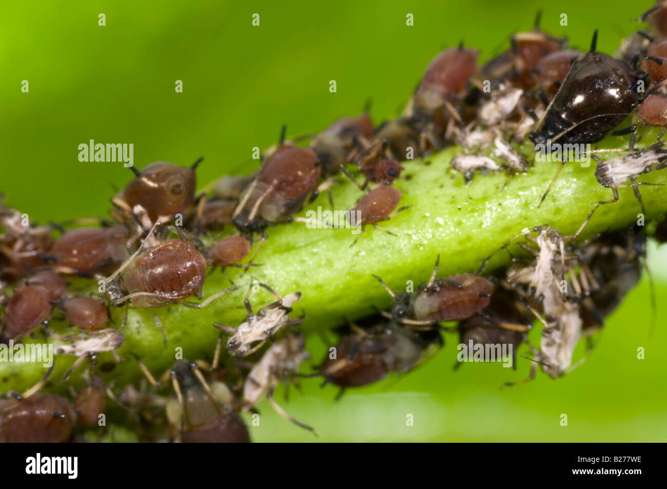Australian Black citrus aphid Stock Photo - Alamy