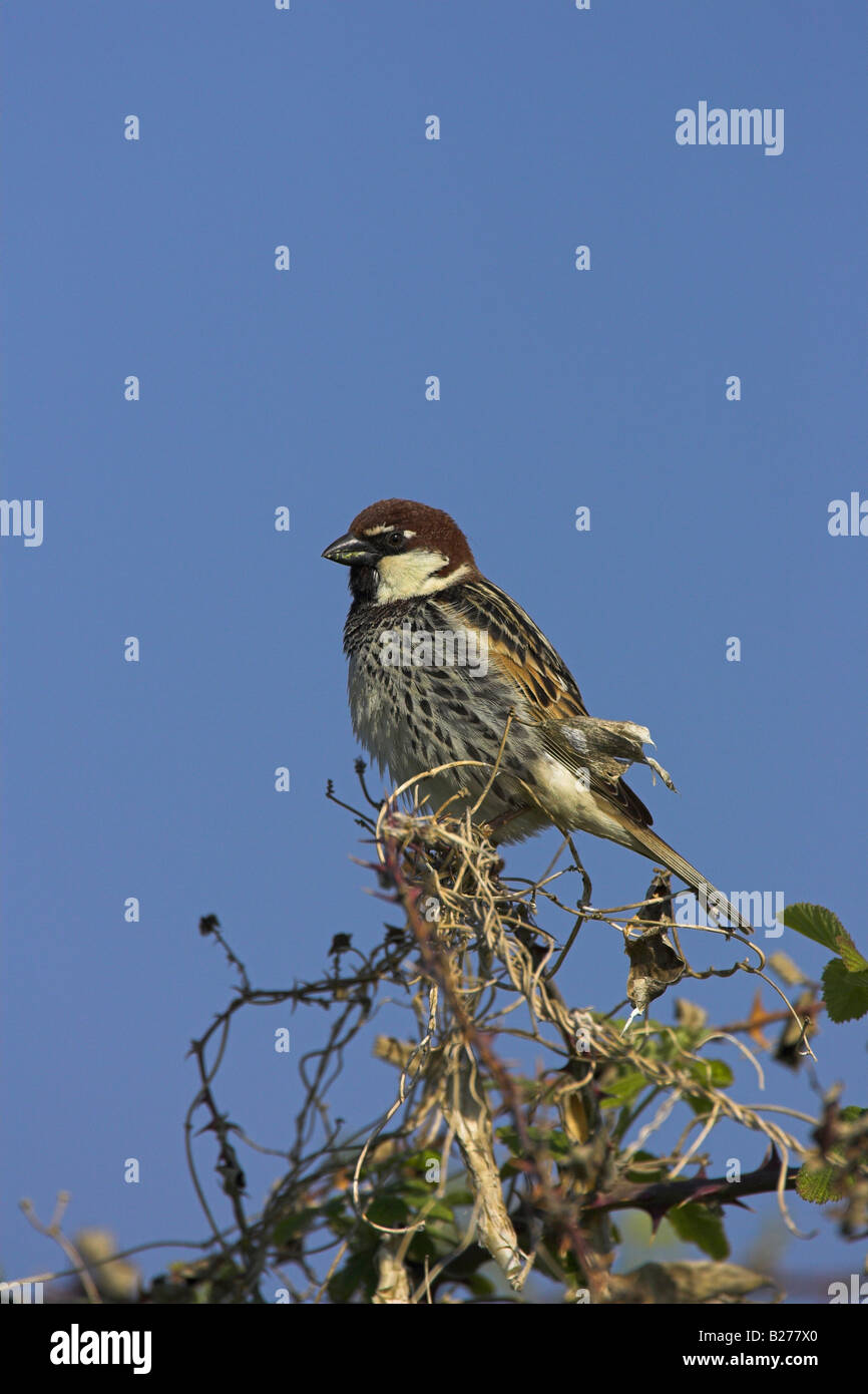 Spanish Sparrow Passer hispaniolensis male perched on bramble at ...