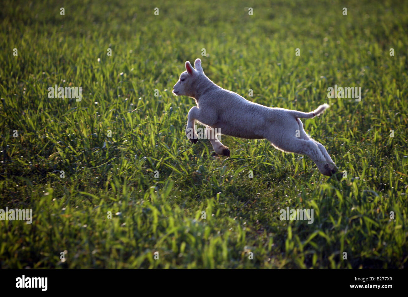 Spring lamb leaping uk hi-res stock photography and images - Alamy