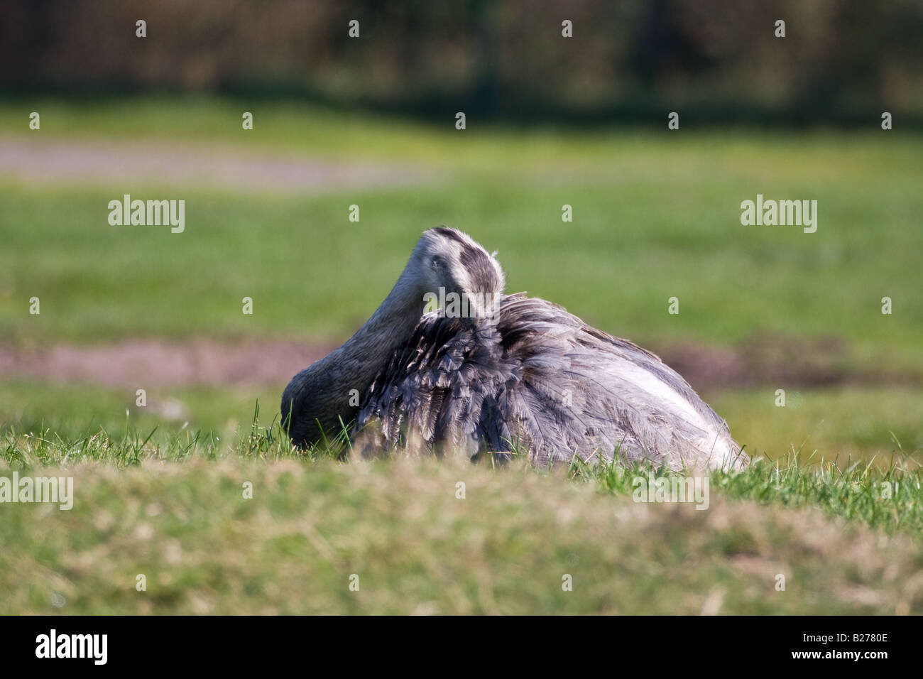 Greater rhea americana common hi-res stock photography and images - Alamy
