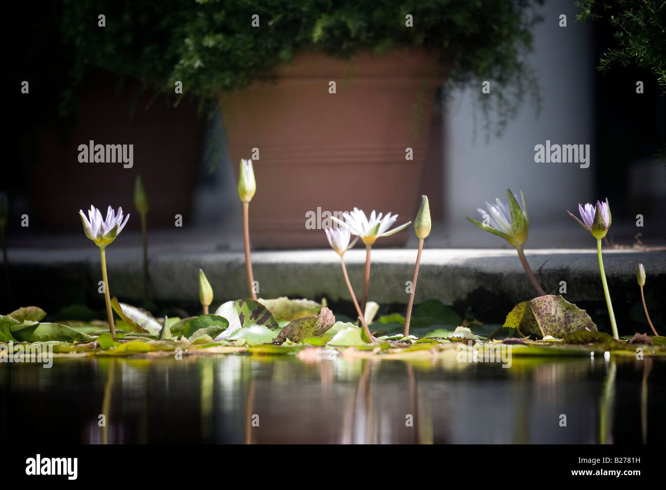 Waterlilly pad hi-res stock photography and images - Alamy