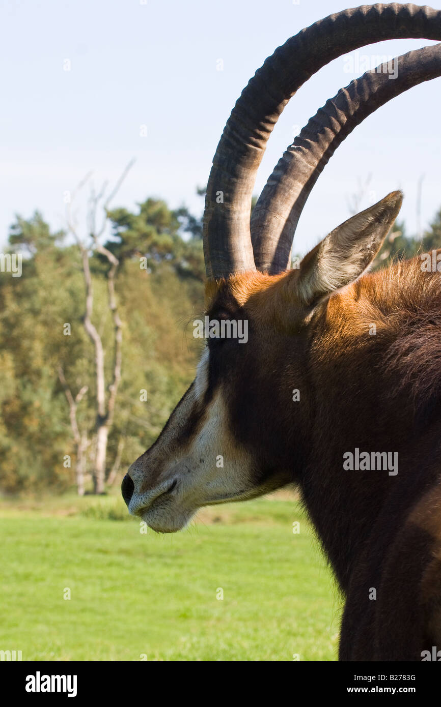 Sable Antelope - Hippotragus niger Stock Photo - Alamy