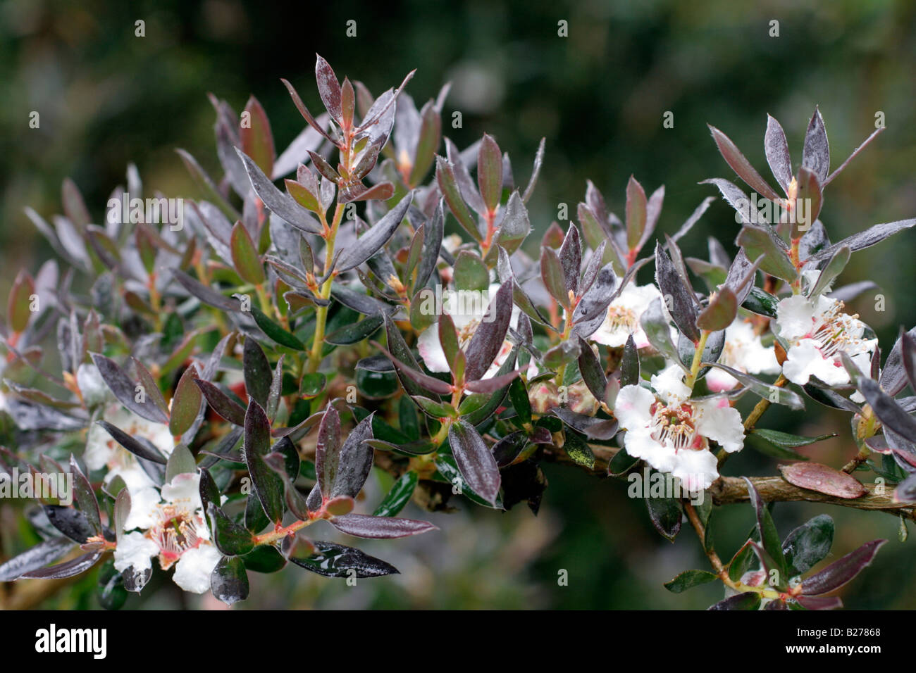 Leptospermum laevigatum hi-res stock photography and images - Alamy