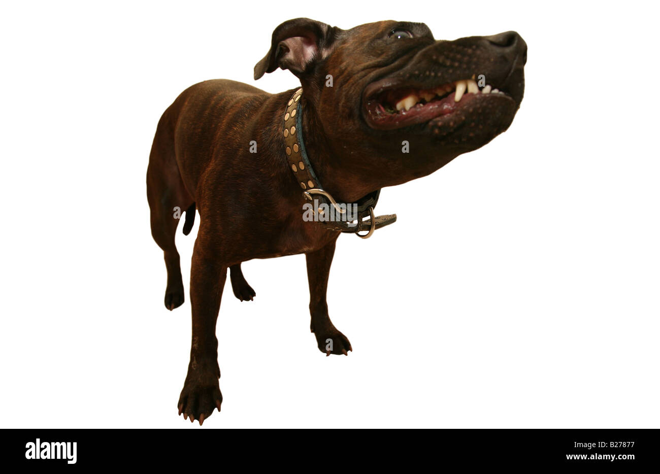 Staffordshire Bull Terrier Local Caption www georgeimpeyphotographer co ...