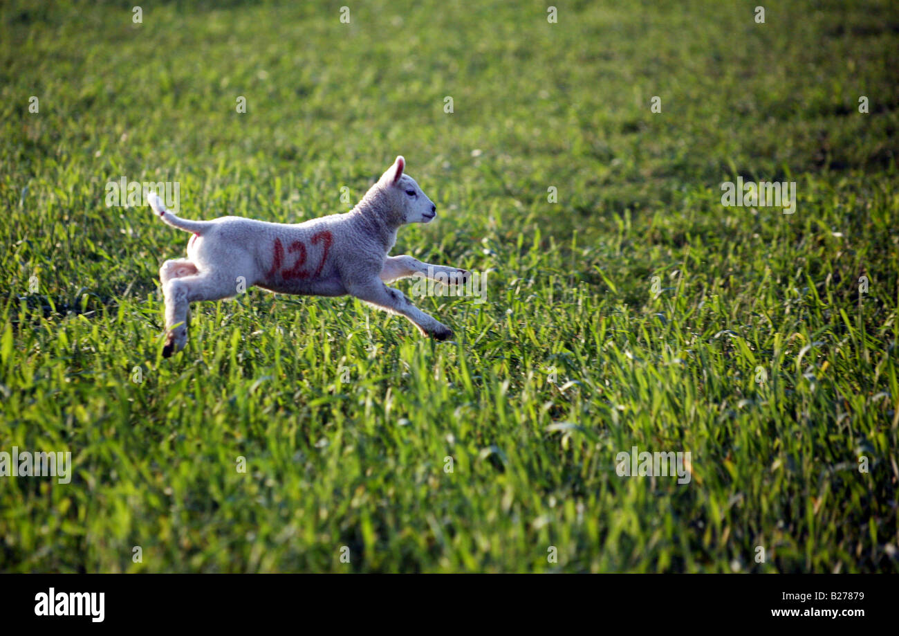A SPRING LAMB LEAPING ACROSS A FEILD IN STEEPLE BUMPSTEAD ON THE ESSEX ...