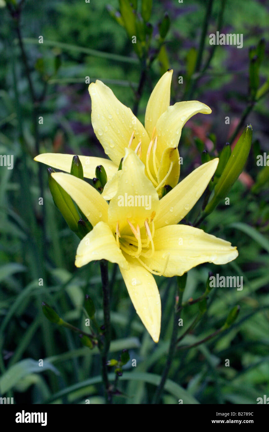 Hemerocallis citrina hi-res stock photography and images - Alamy