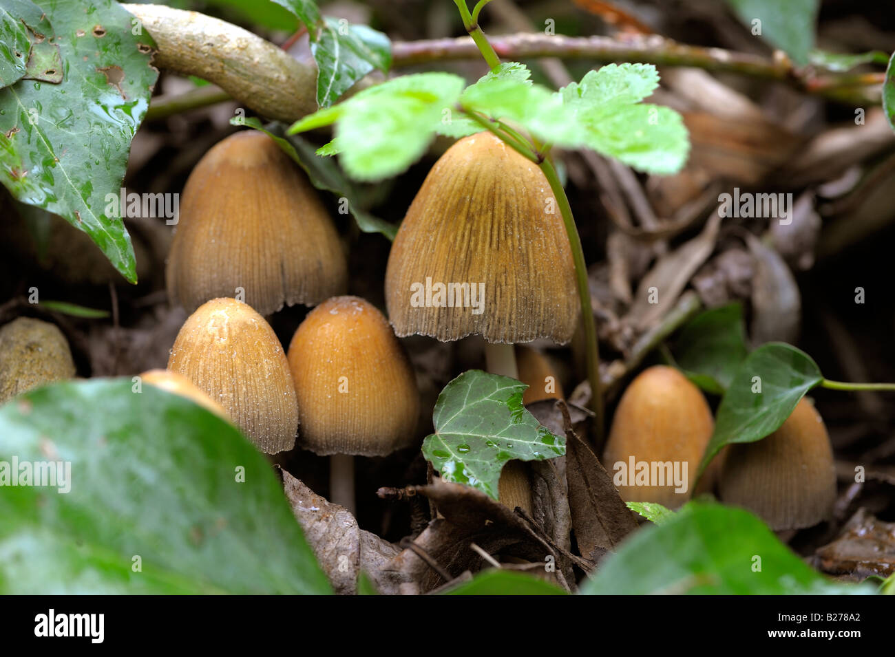 Glistening Ink cap toadstool Stock Photo - Alamy
