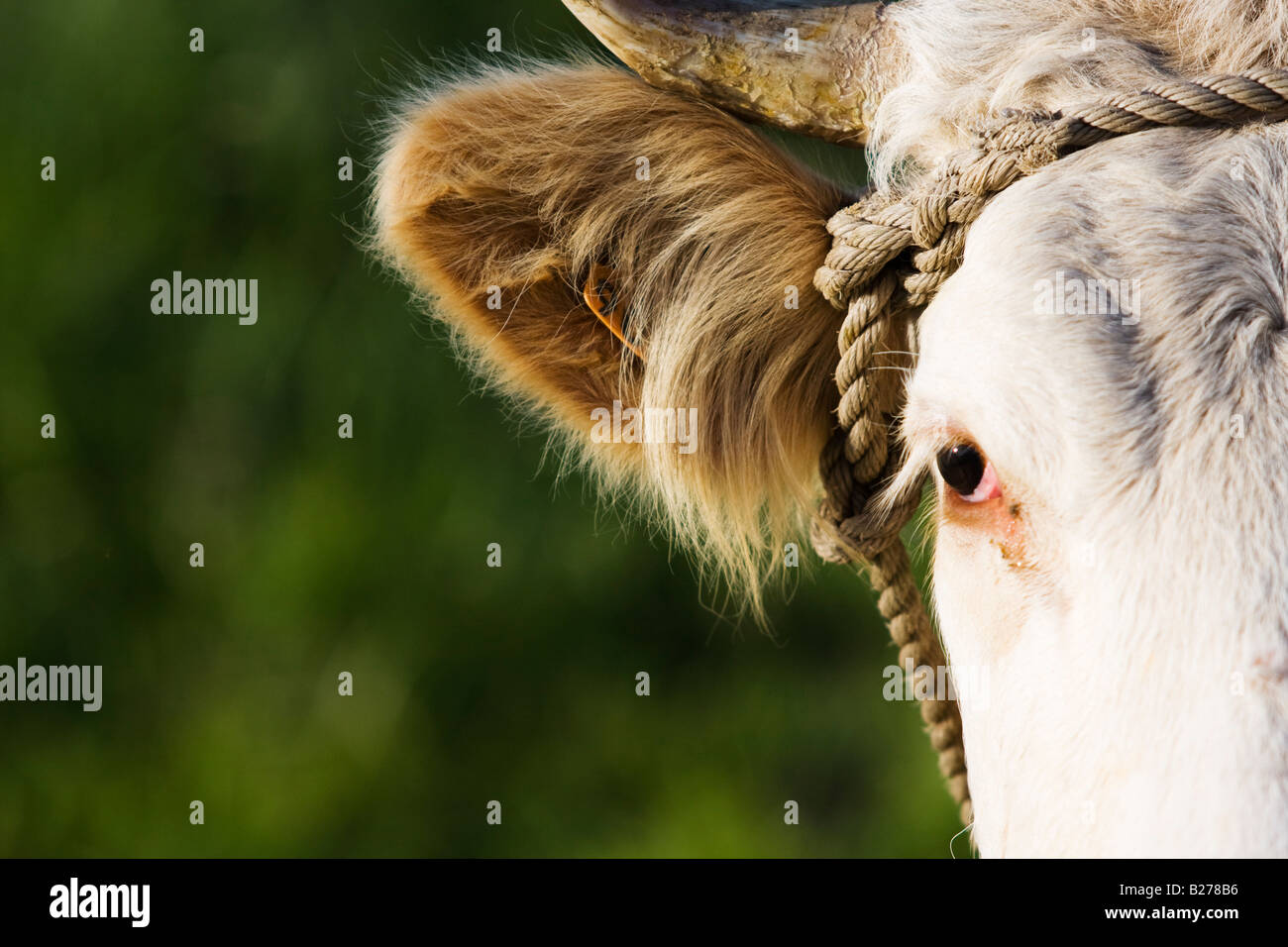 Ear horn hi-res stock photography and images - Alamy