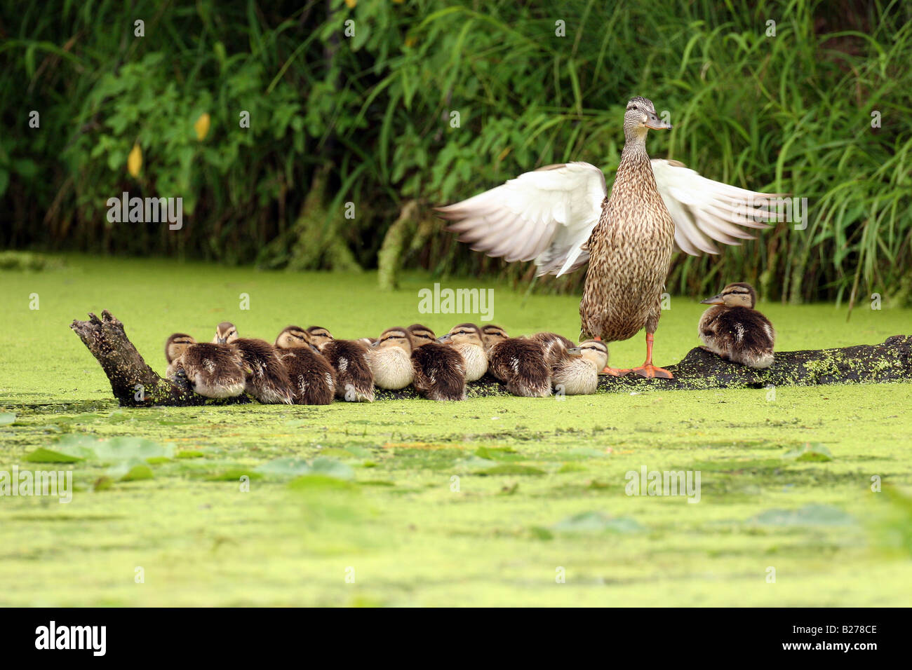 Mother Mallard duck proudly showing off her ten ducklings Stock Photo ...