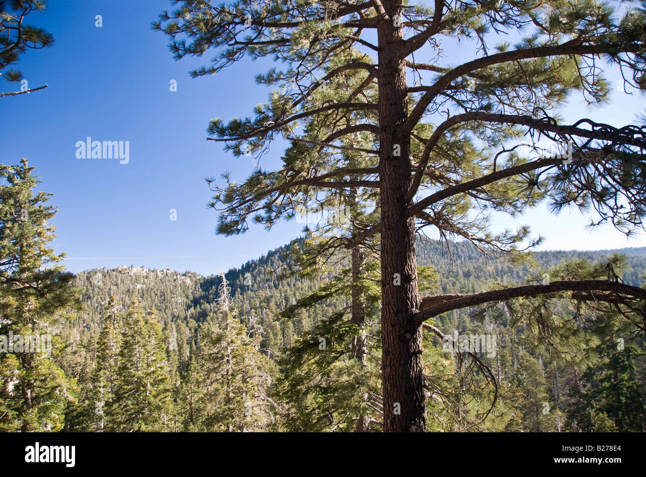 Alpine trees, Mount San Jacinto, California Stock Photo - Alamy