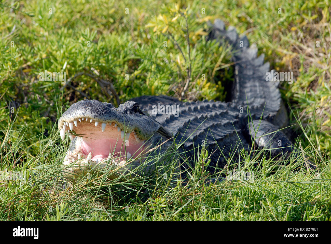 Alligator hi-res stock photography and images - Alamy