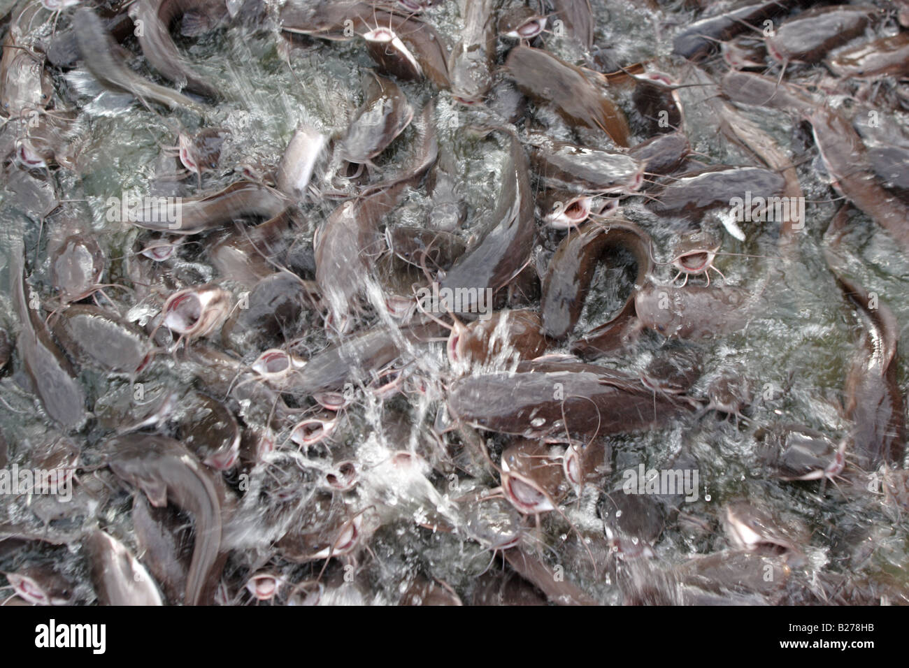Many fish in water hi-res stock photography and images - Alamy