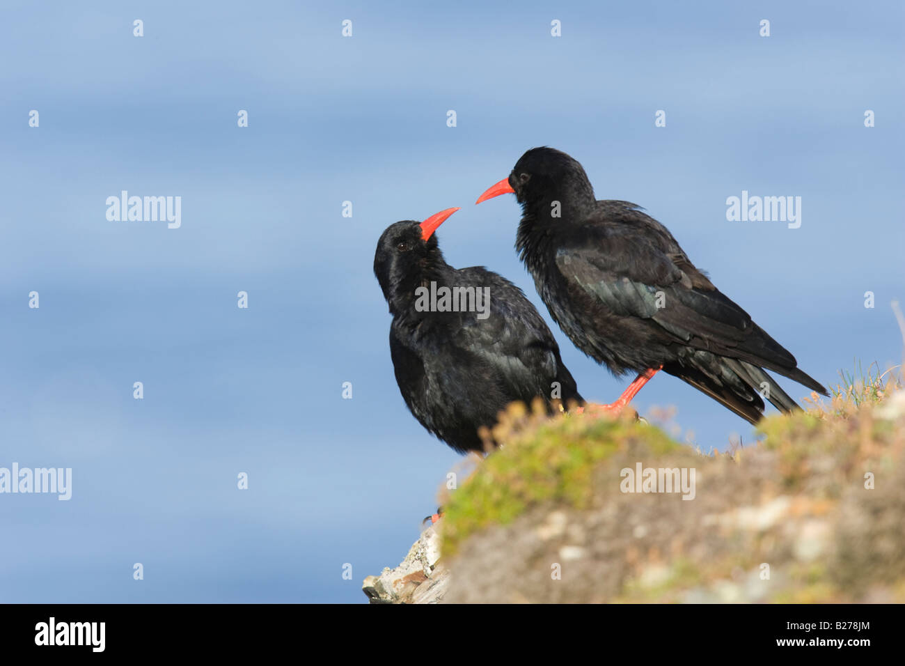 Red legged crow hi-res stock photography and images - Alamy