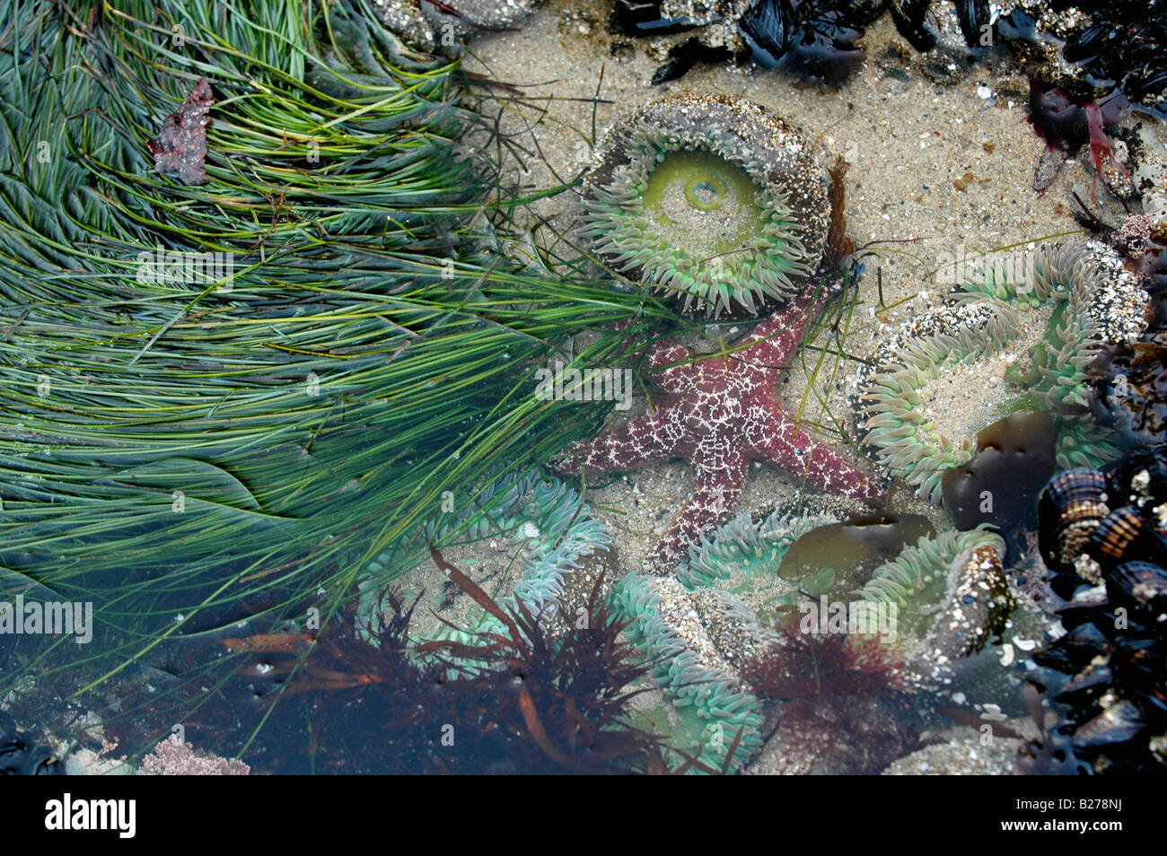 underwater contents of a natural tide pool on the california pacific ...