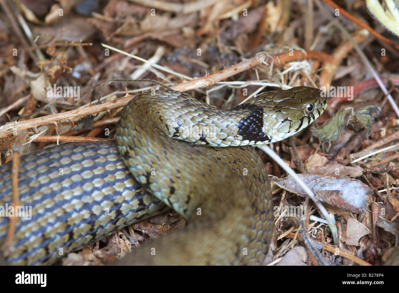 Adult Grass Snake (Natrix natrix Stock Photo - Alamy