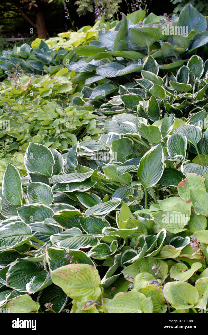 Devon green hosta hi-res stock photography and images - Alamy