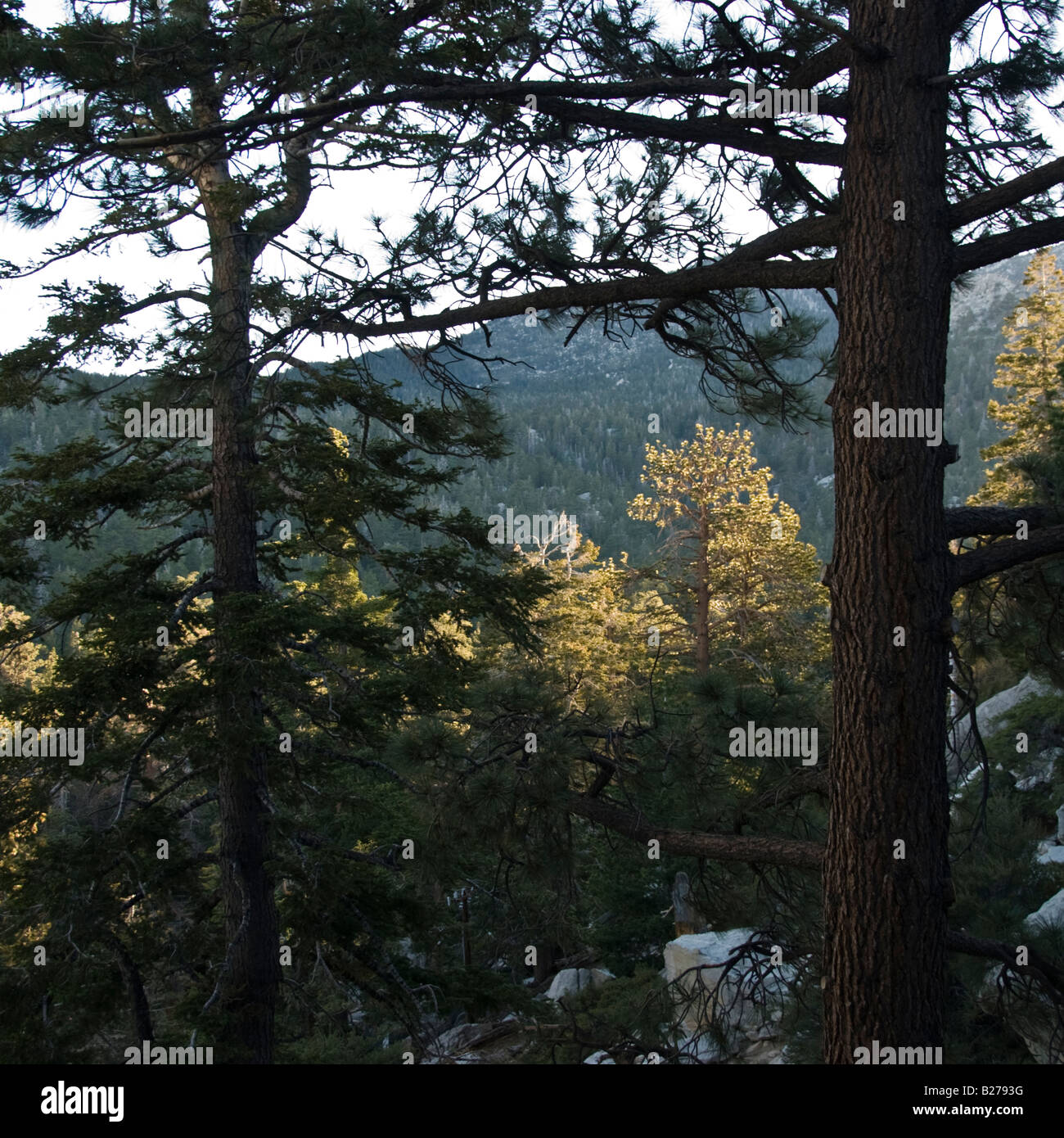 Alpine trees hi-res stock photography and images - Alamy