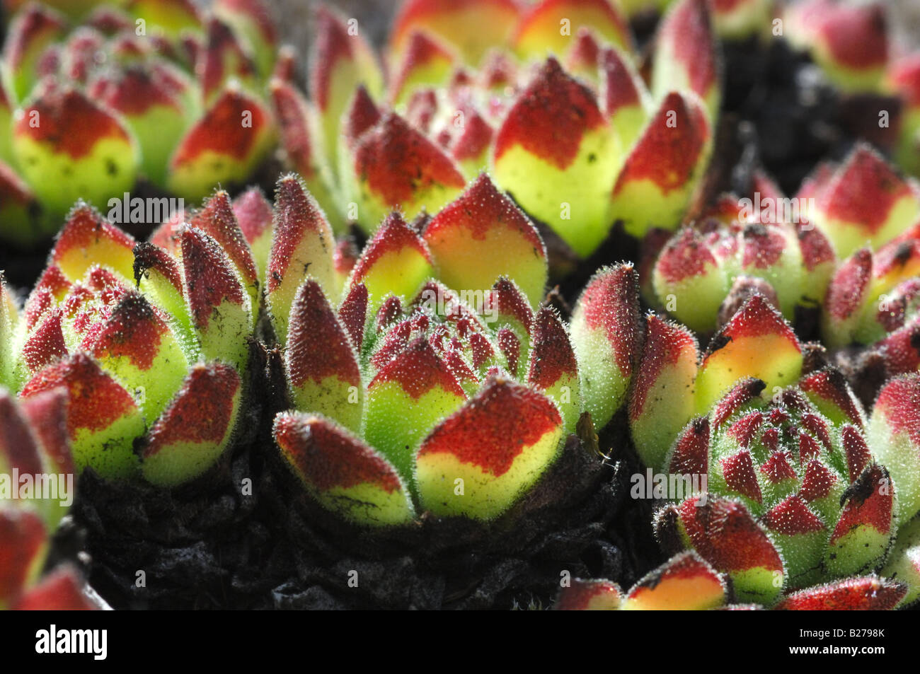 sempervivum foglie basali Valnoney Cogne Parco Nazionale Gran Paradiso ...