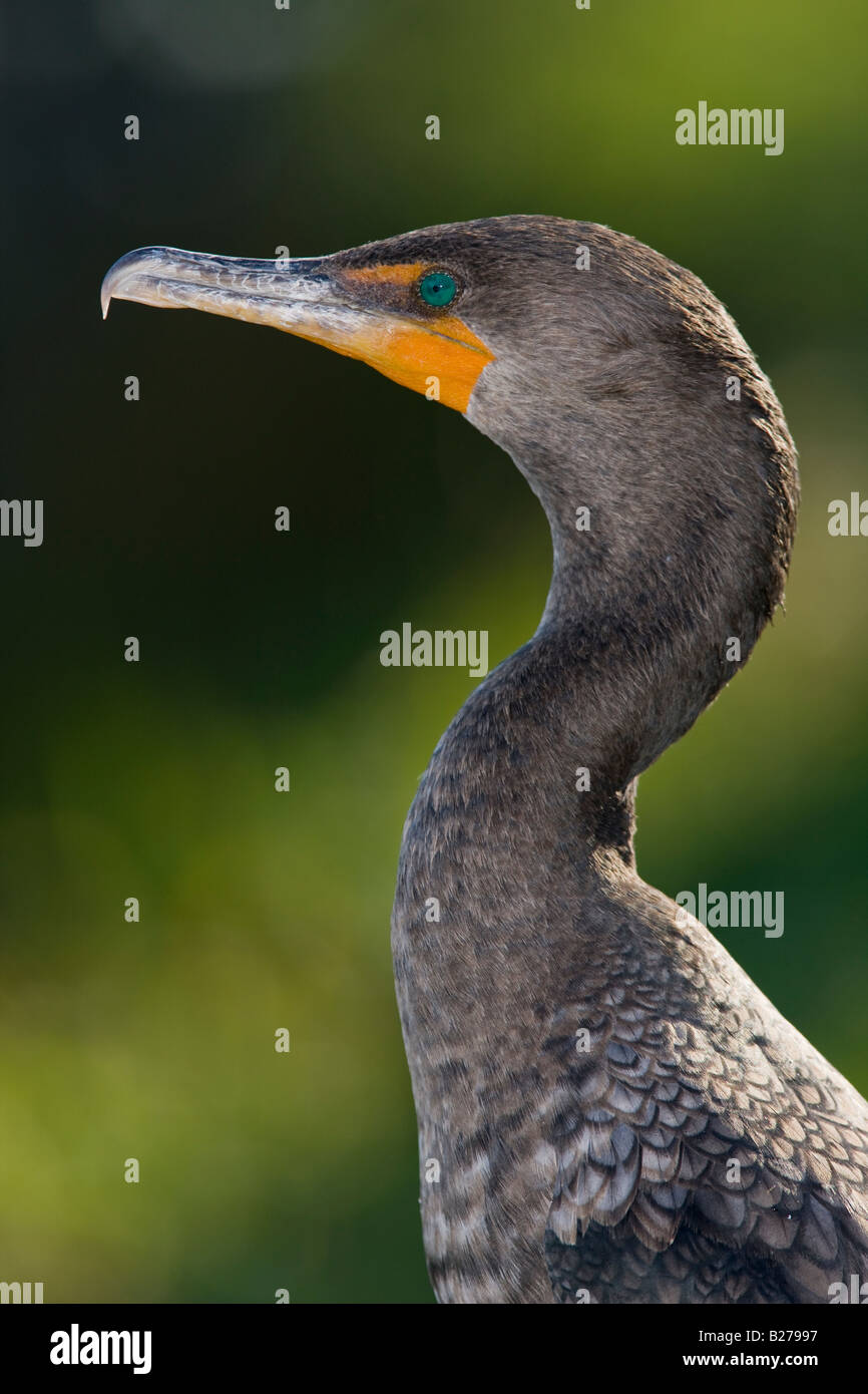 Double crested cormorant hi-res stock photography and images - Alamy