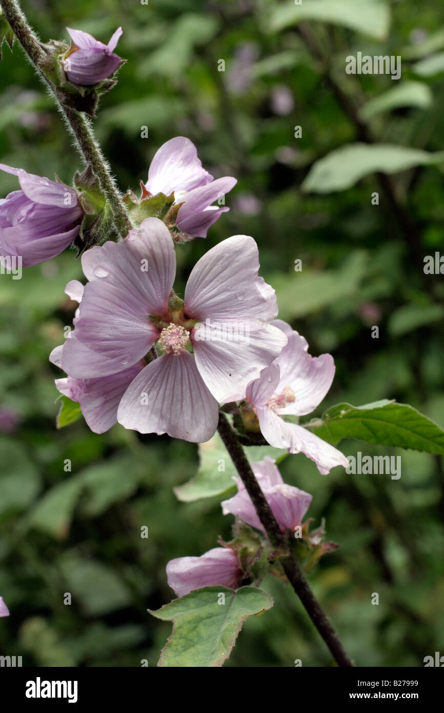 Lavender Lady Stock Photos & Lavender Lady Stock Images - Alamy