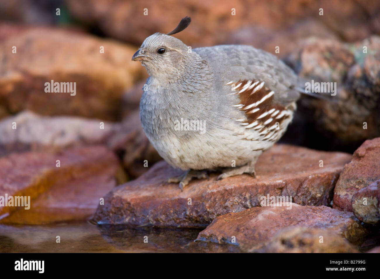Gambels quail hi-res stock photography and images - Alamy