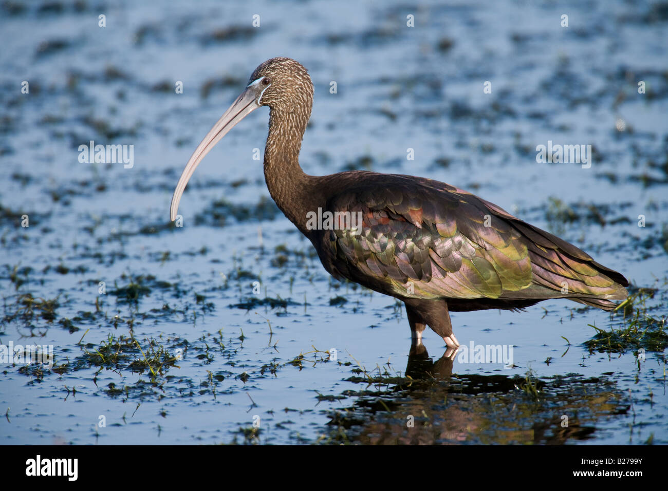 Glossy ibis hi-res stock photography and images - Alamy