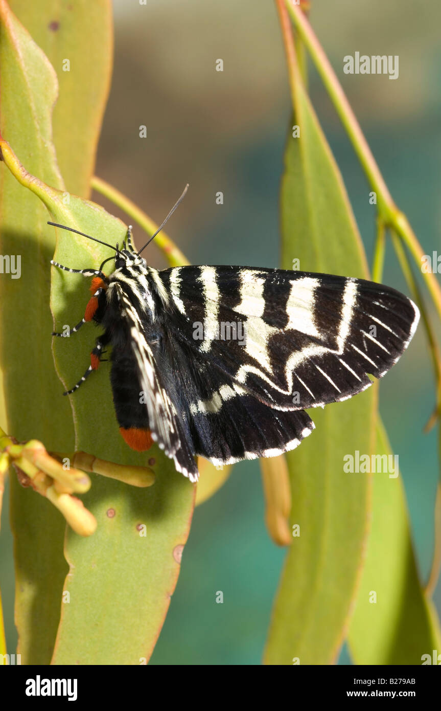 Australian mistletoe hi-res stock photography and images - Alamy