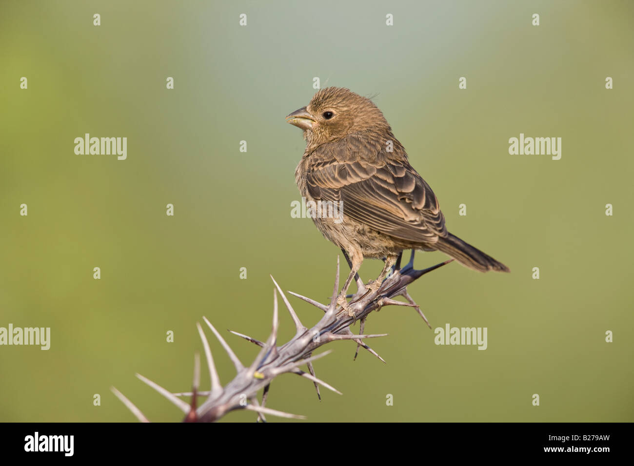 House finch hi-res stock photography and images - Alamy