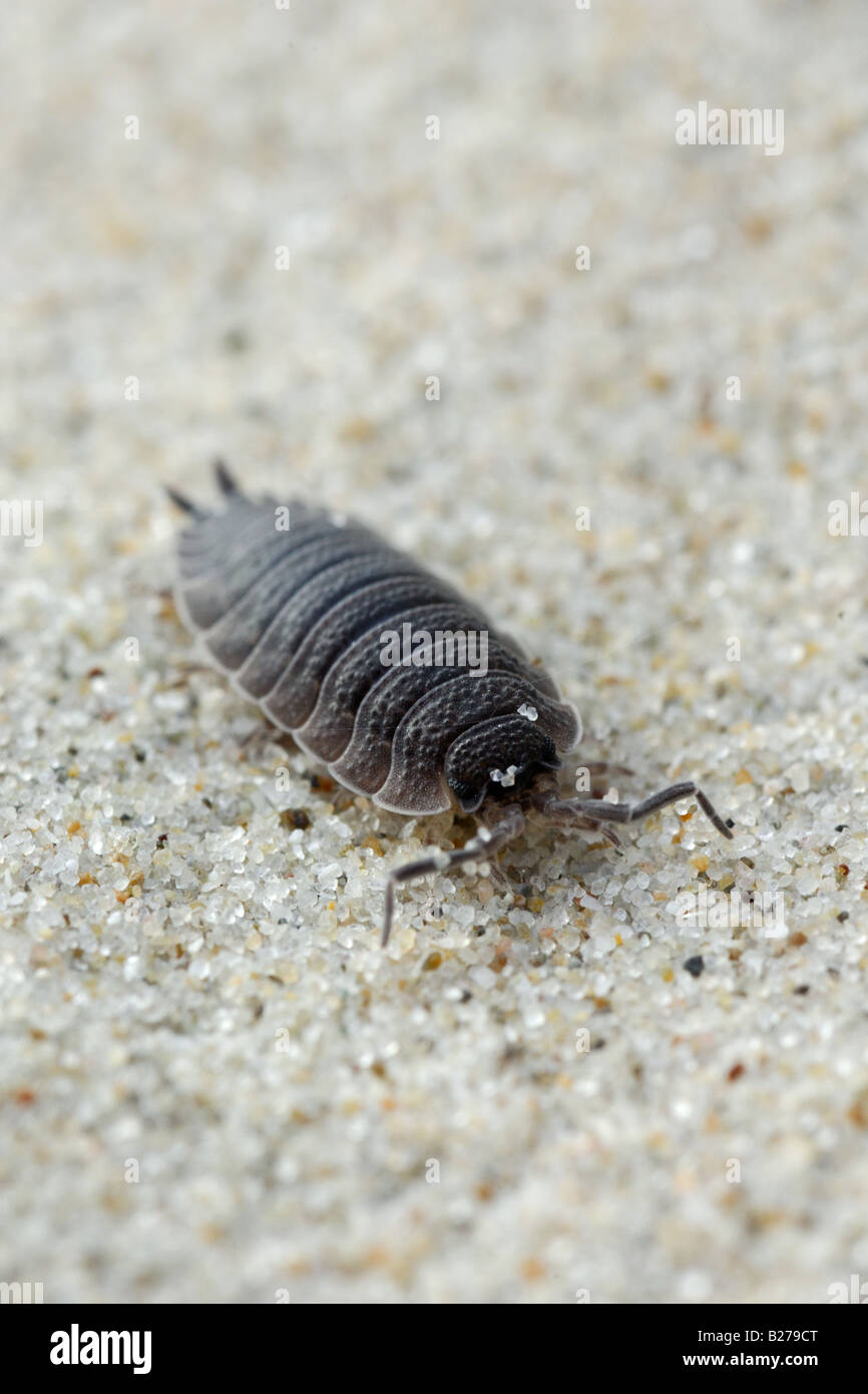 isopoda crustacean crostaceo isopode asellus asello spiaggia battigia ...