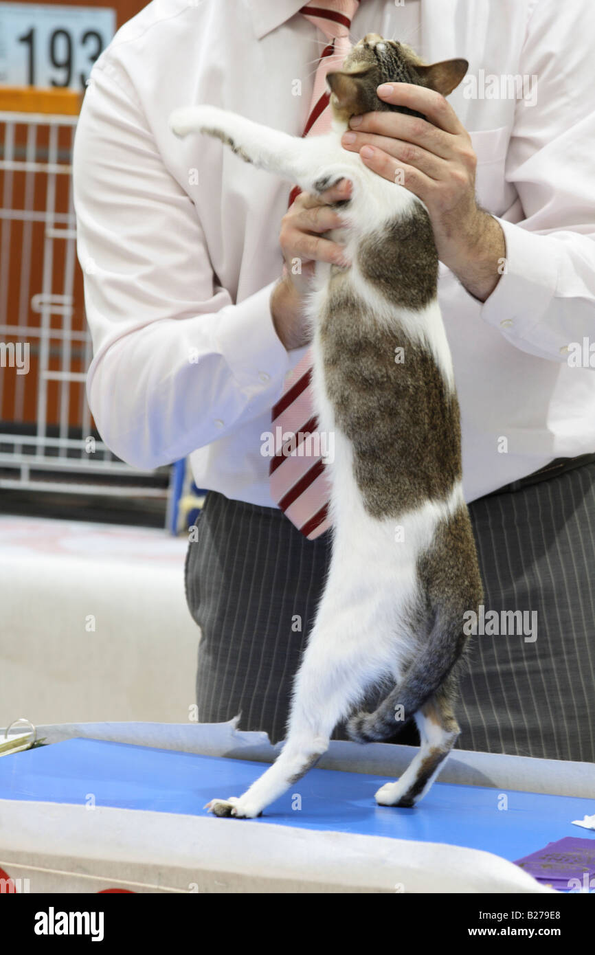 Cat show judge hi-res stock photography and images - Alamy