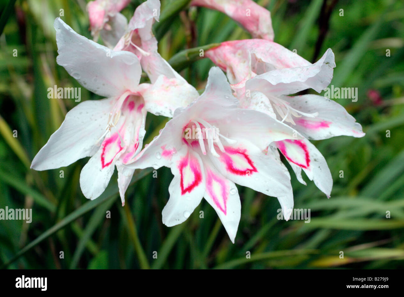 Gladiolus bulb hi-res stock photography and images - Alamy