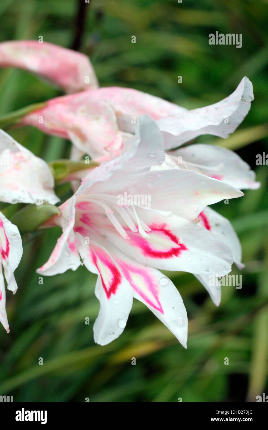 Pink and white gladiolus hi-res stock photography and images - Alamy