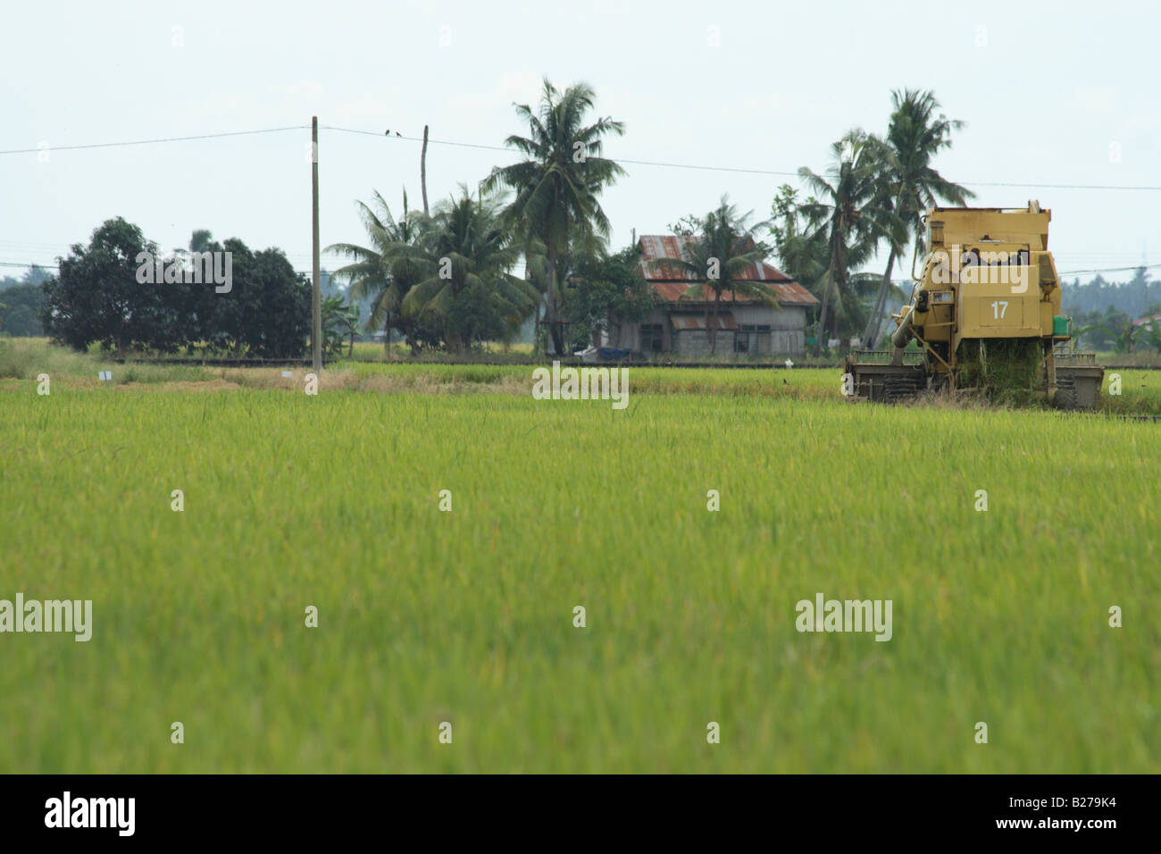 rice paddy field in Sekinchan, Malaysia Stock Photo - Alamy