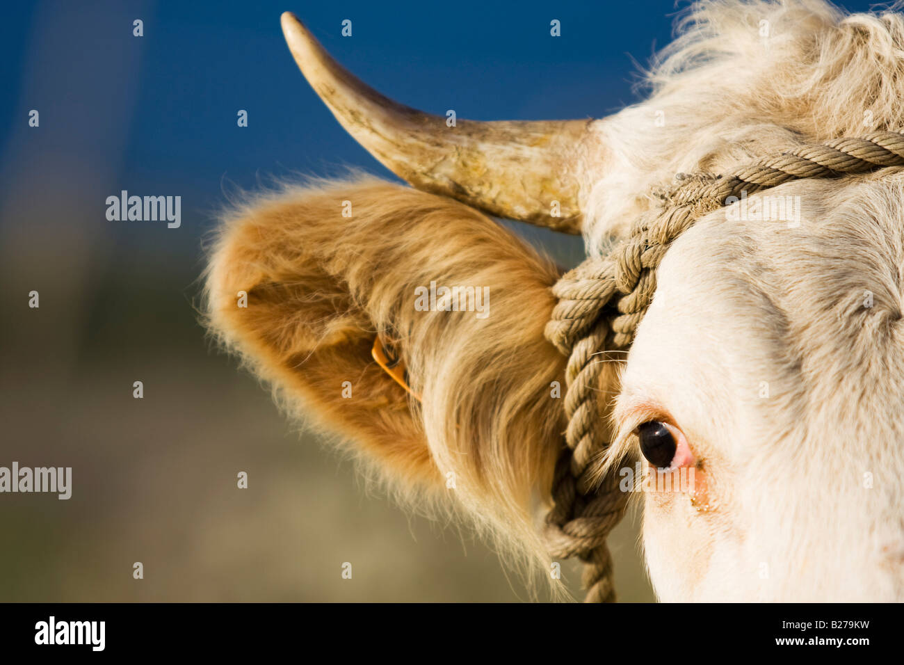 Ear horn hi-res stock photography and images - Alamy