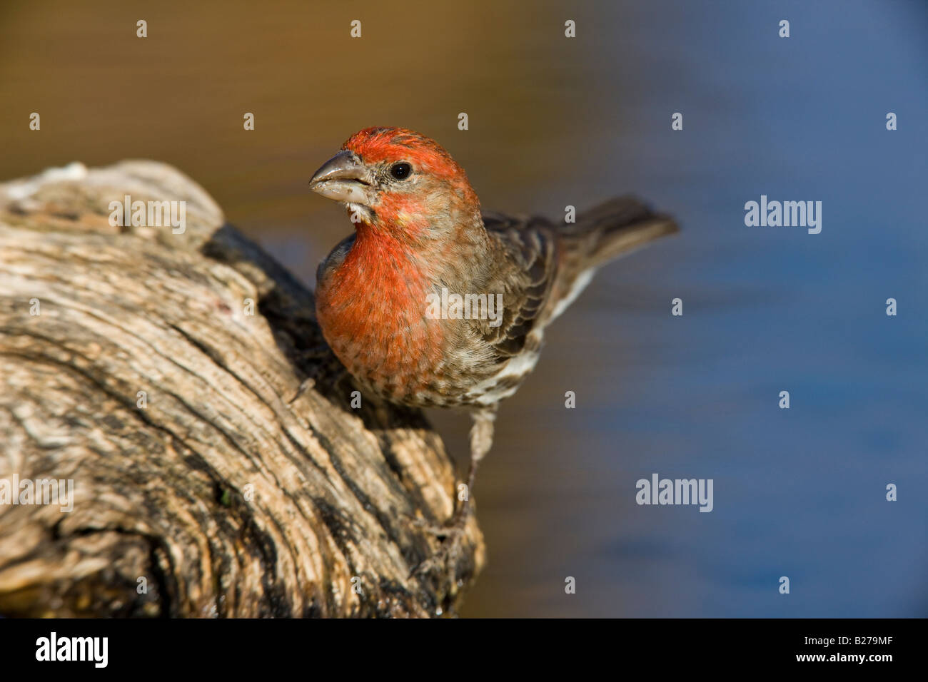 Arizona house finch hi-res stock photography and images - Alamy