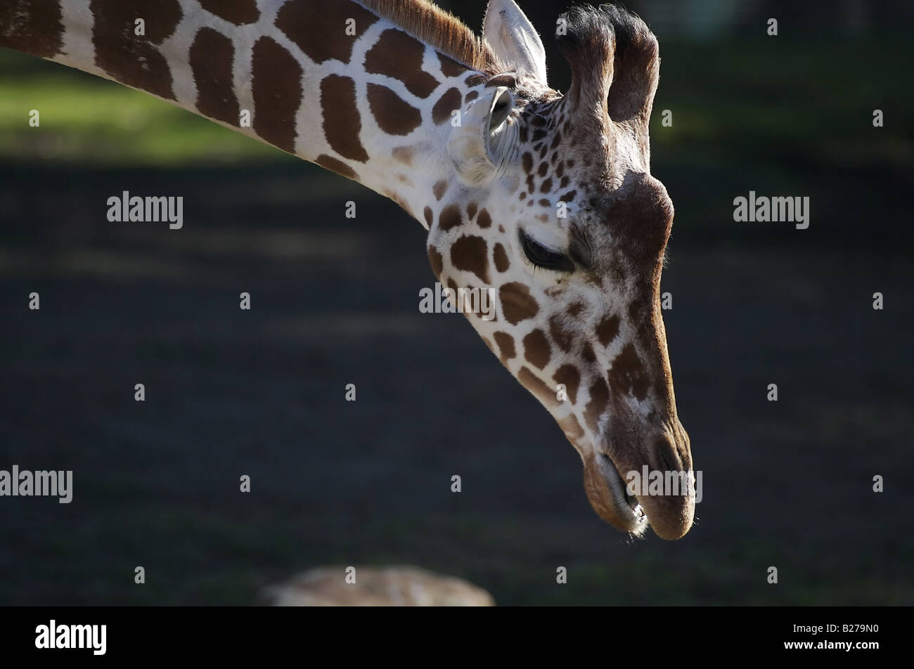 Giraffe leaning over Stock Photo - Alamy