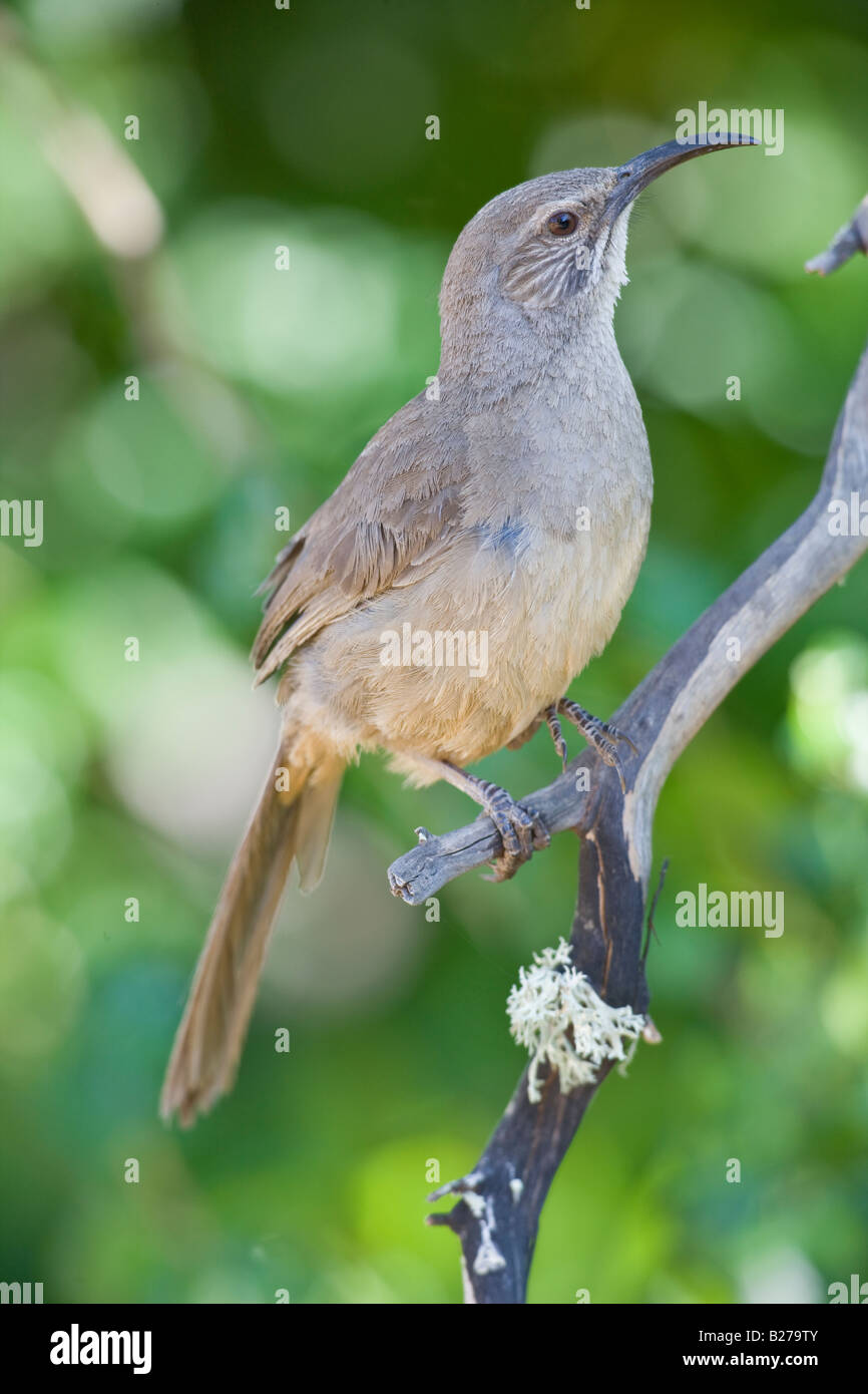 Thrasher hi-res stock photography and images - Alamy