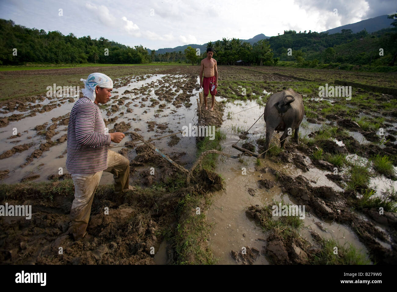 A Filipino worker drives a carabao while tending a rice field near ...