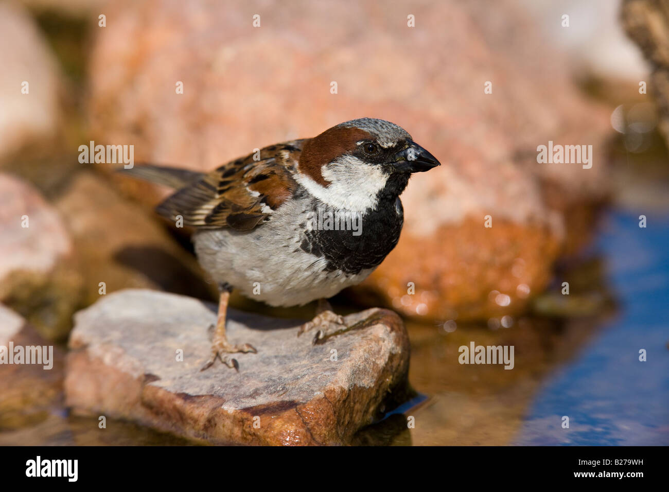 Sparrow head hi-res stock photography and images - Alamy