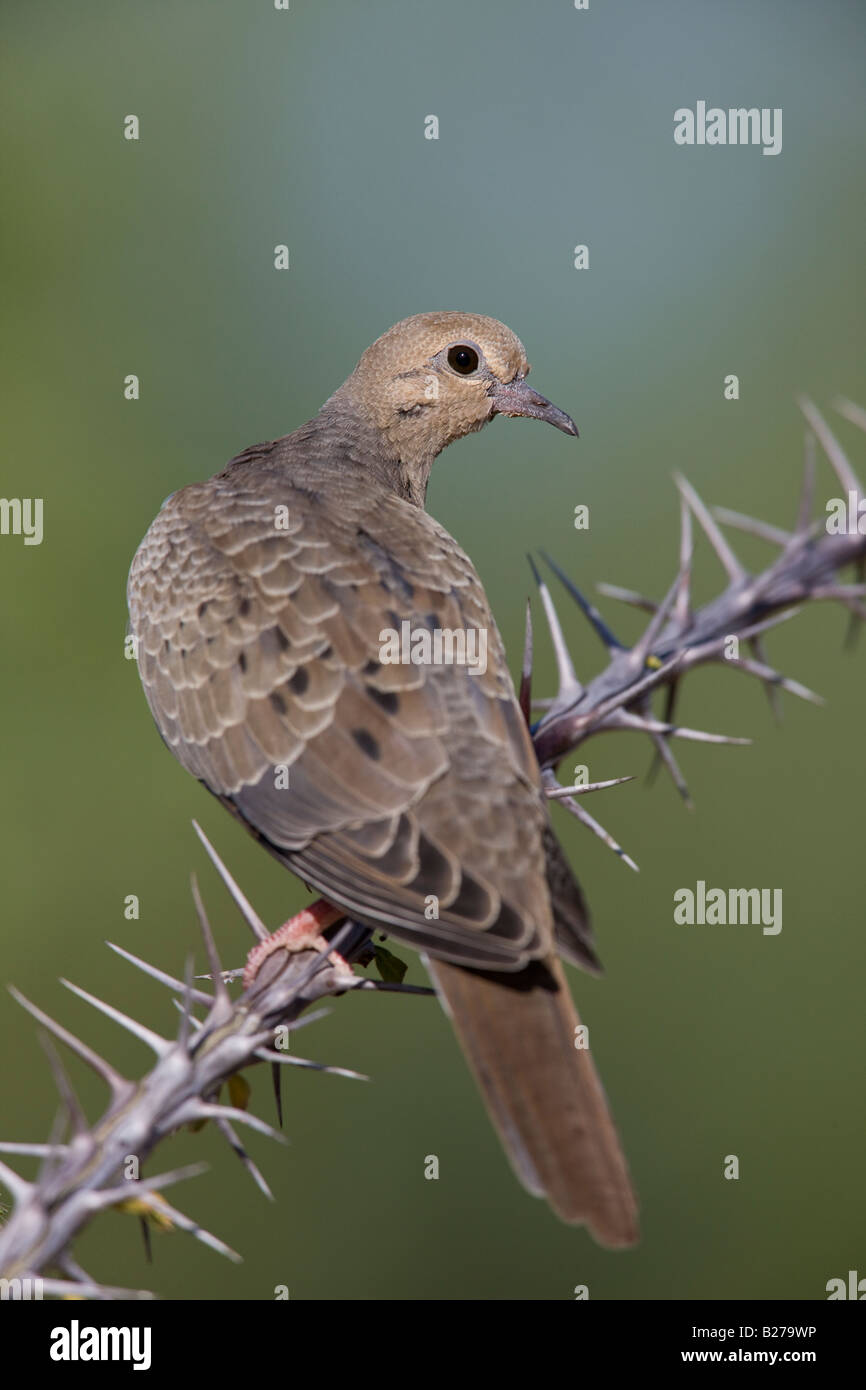 Inca dove columbina inca hi-res stock photography and images - Alamy