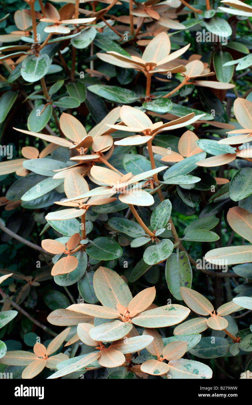 Indumentum hi-res stock photography and images - Alamy