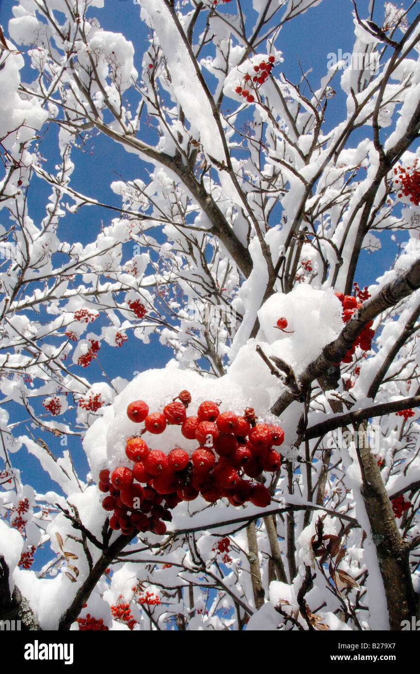 shrub winter snow sorbo selvatico sorbo degli uccellatori Sorbus ...