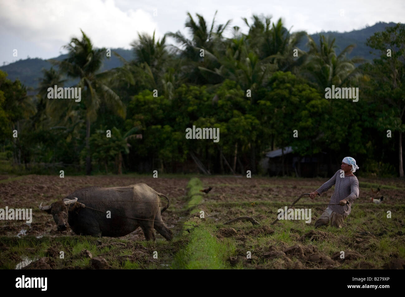 A Filipino worker drives a carabao while tending a rice field near ...