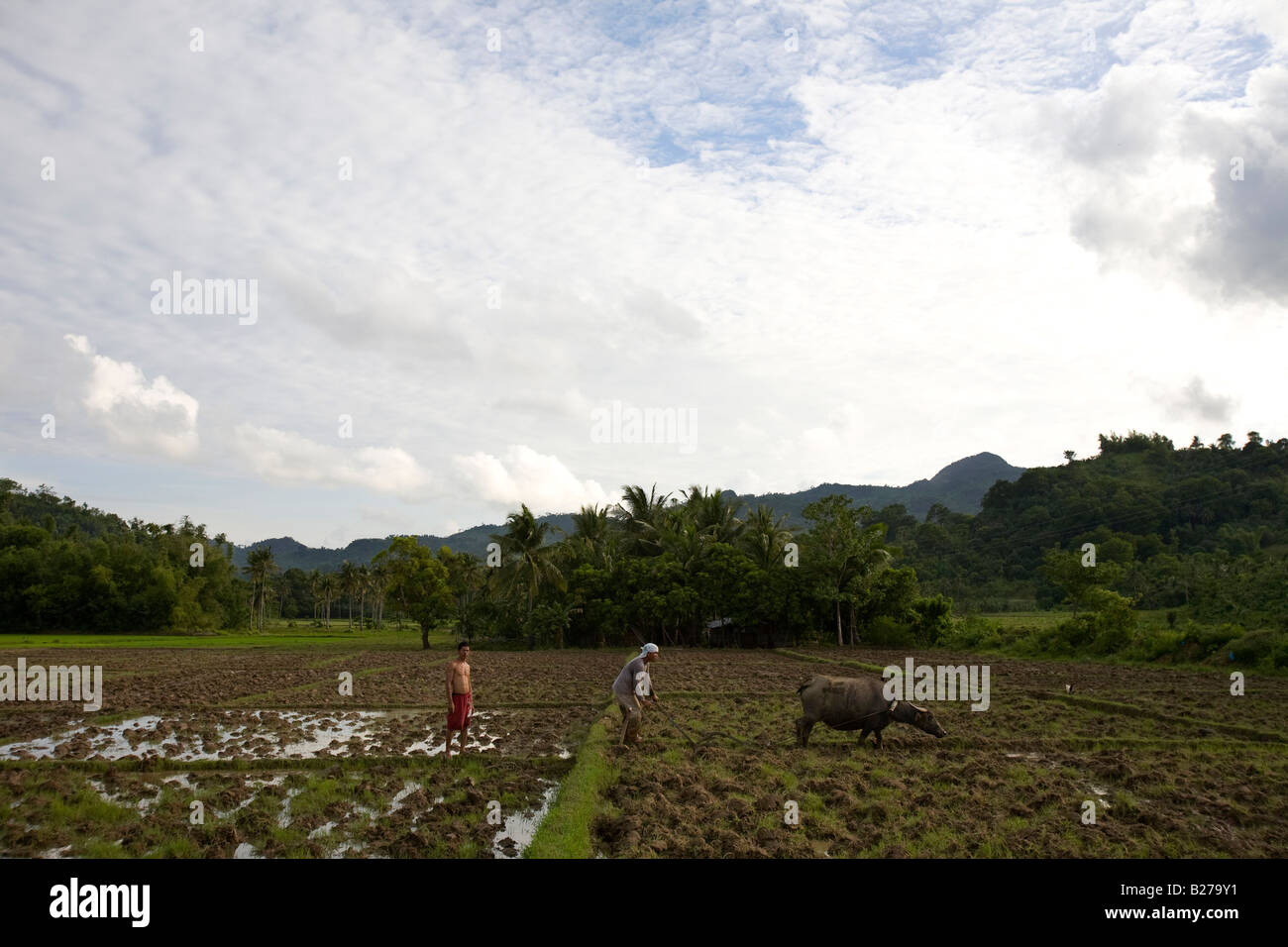 A Filipino worker drives a carabao while tending a rice field near ...