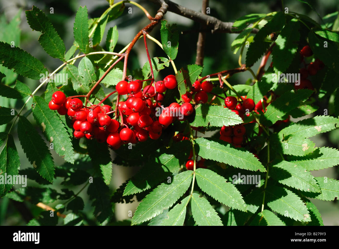 Sorbo degli uccellatori hi-res stock photography and images - Alamy
