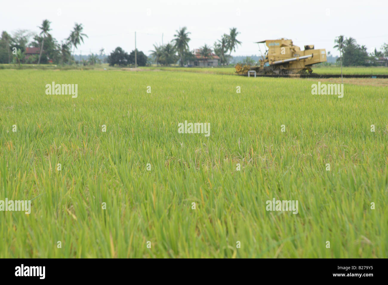 rice paddy field in Sekinchan, Malaysia Stock Photo - Alamy