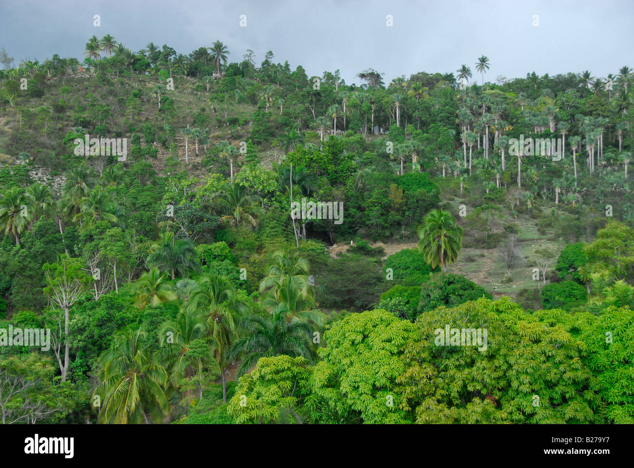 Haiti forest hi-res stock photography and images - Alamy