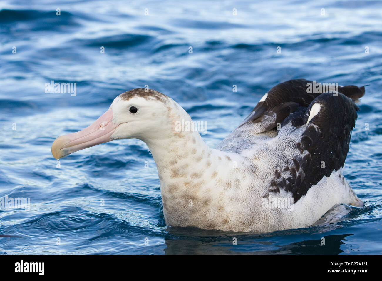 Gibson's Albatross (Diomedea exulans gibsoni) swimming on water Stock ...